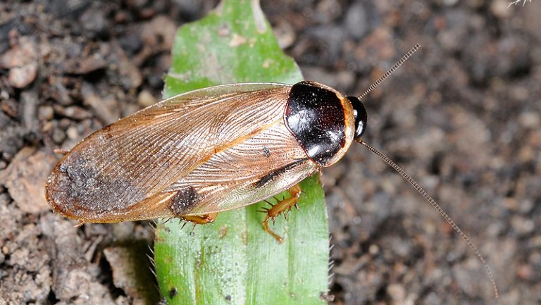 Cockroach Behavior & Survival Tactics: Prevention & Control Tips