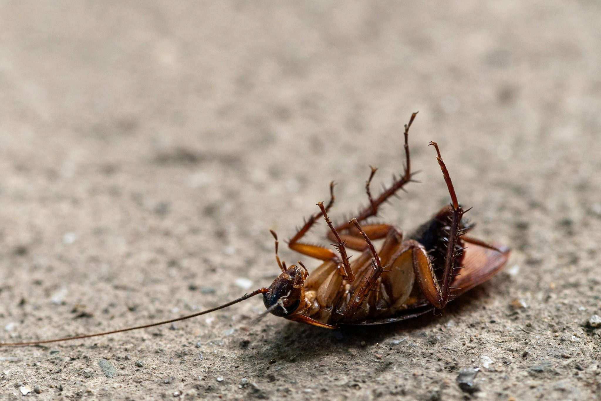 Why Do Cockroaches Die on Their Backs? - Affordable Pest Control ...