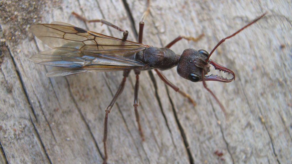 Why Do Flying Ants Appear? Behavior, Causes & Prevention Tips