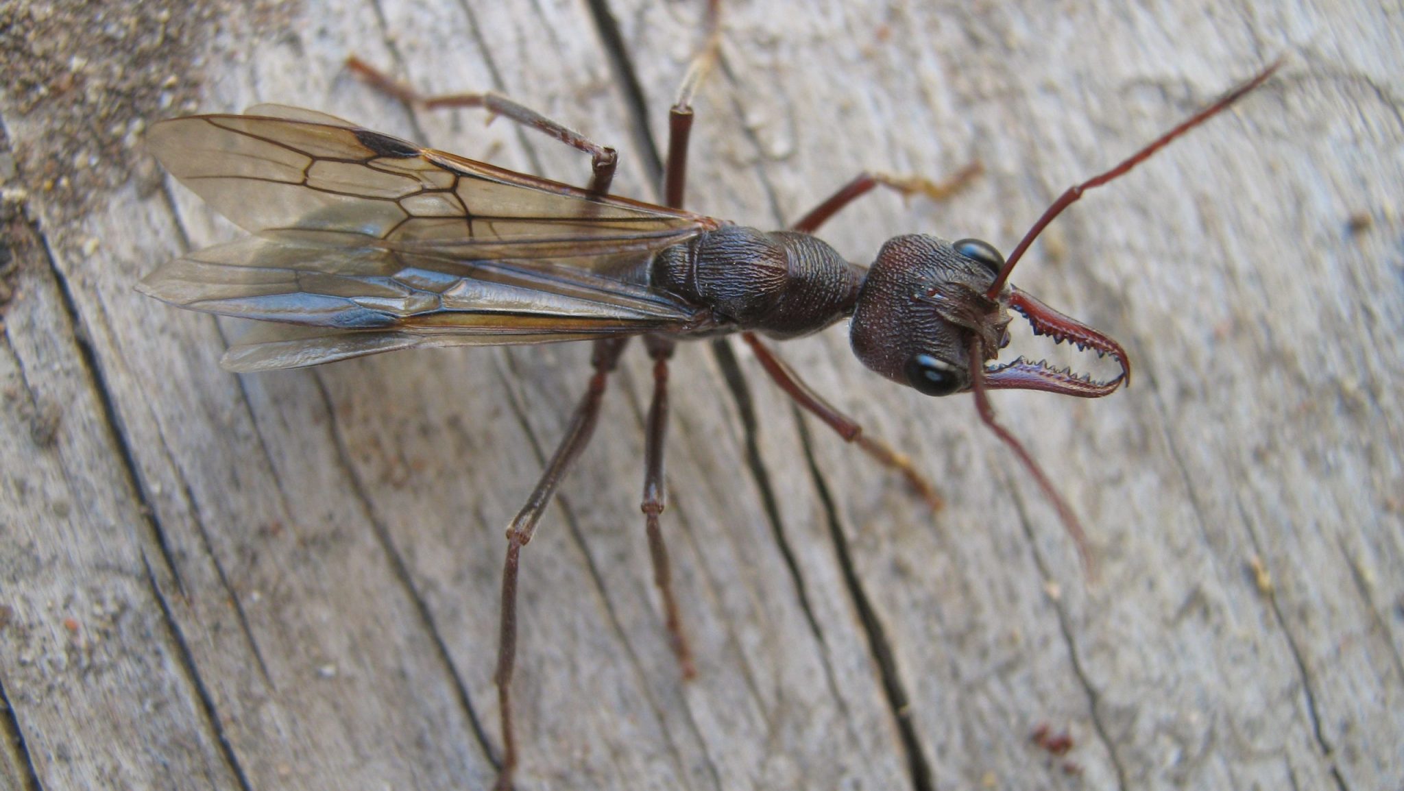 Why Do Flying Ants Appear? Behavior, Causes & Prevention Tips