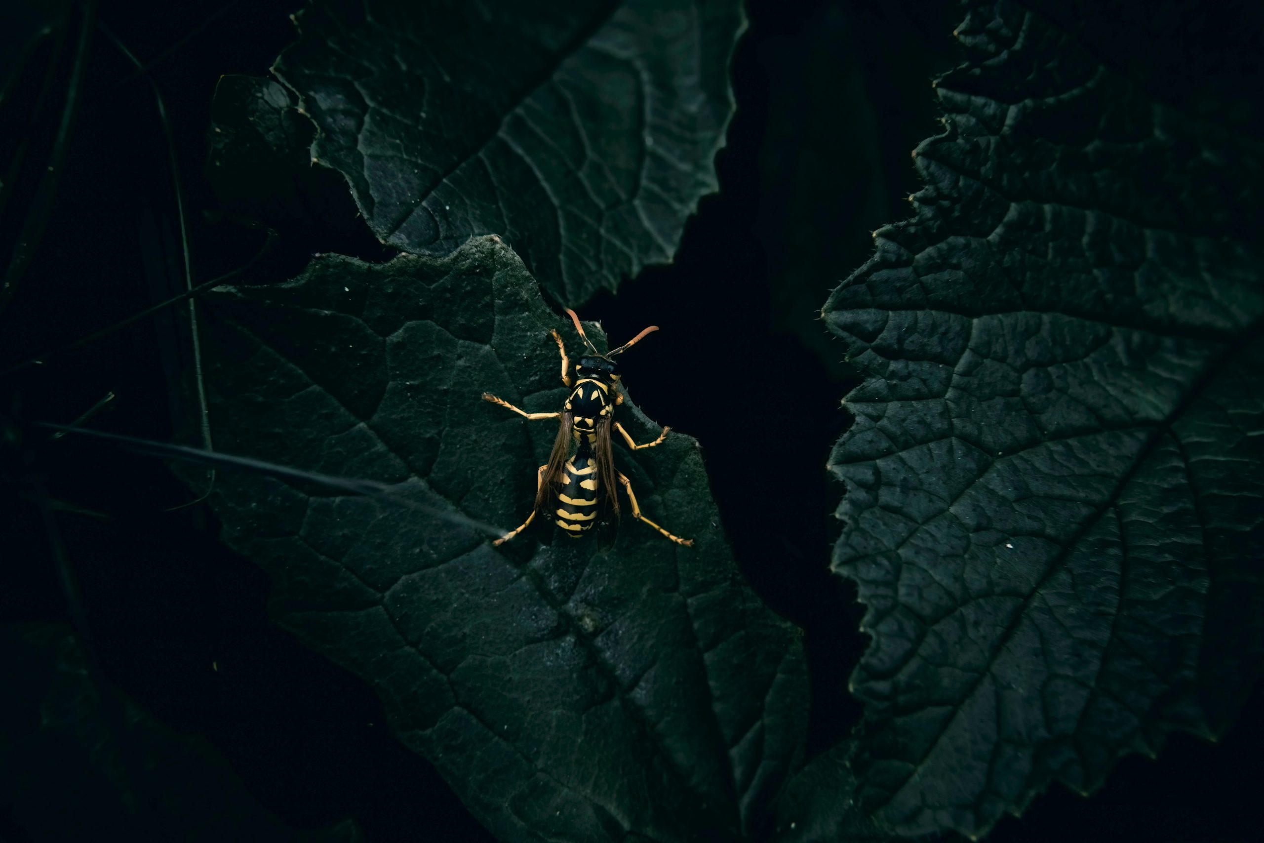 How to Remove Hornets: Safe and Effective Methods - Affordable Pest ...