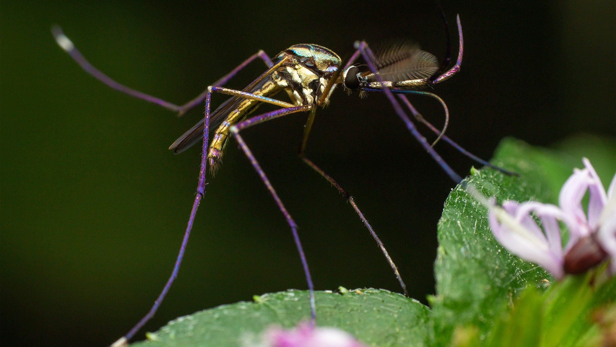 What Eats Mosquitoes? | Mosquito Predators