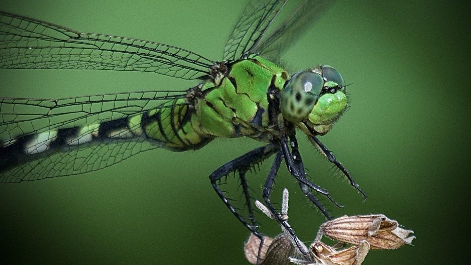What Eats Mosquitoes? | Mosquito Predators