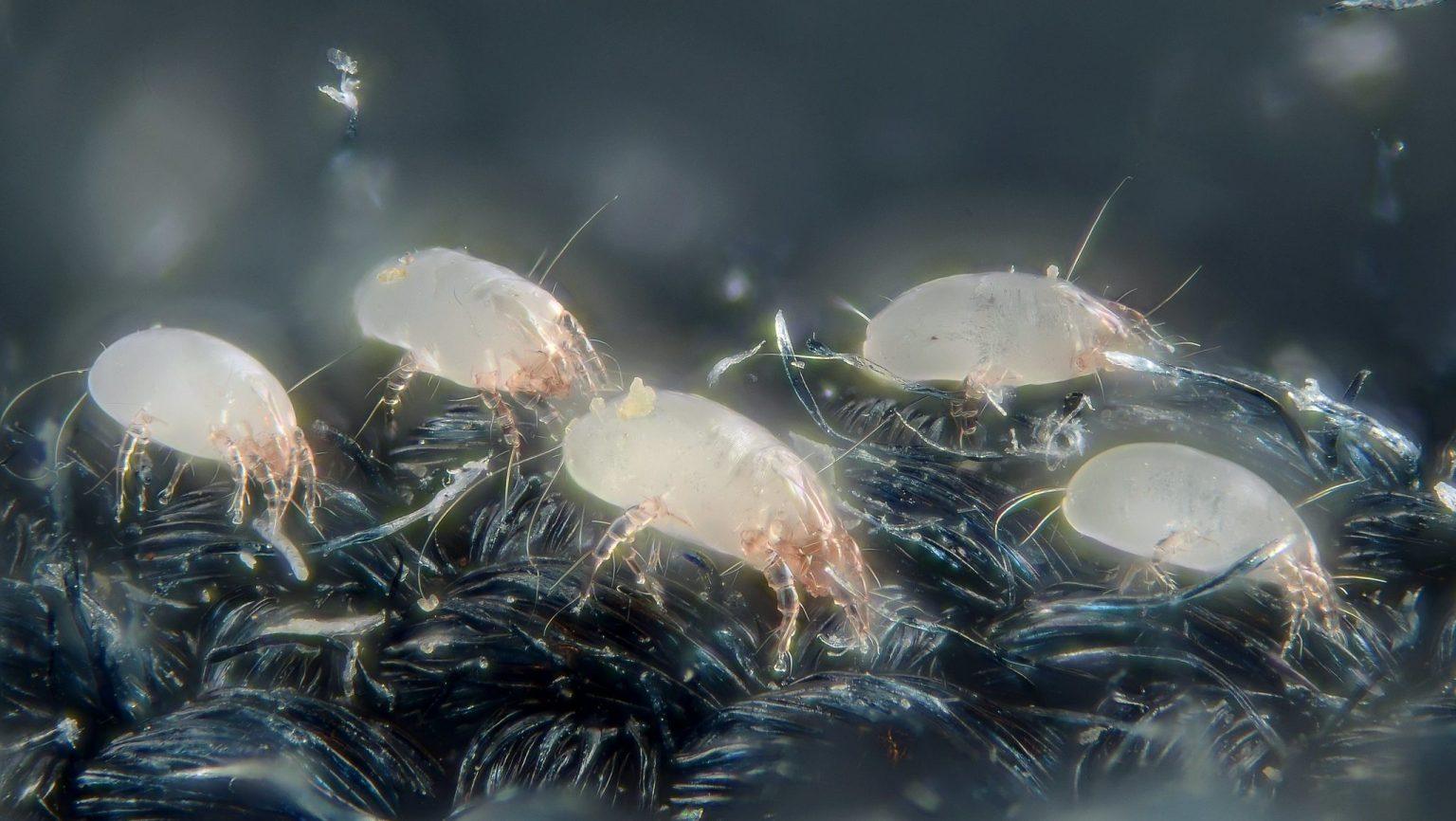 Signs of Mite Infestation: Symptoms & Effective Treatments