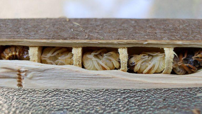 6 Interesting Facts About Carpenter Bees