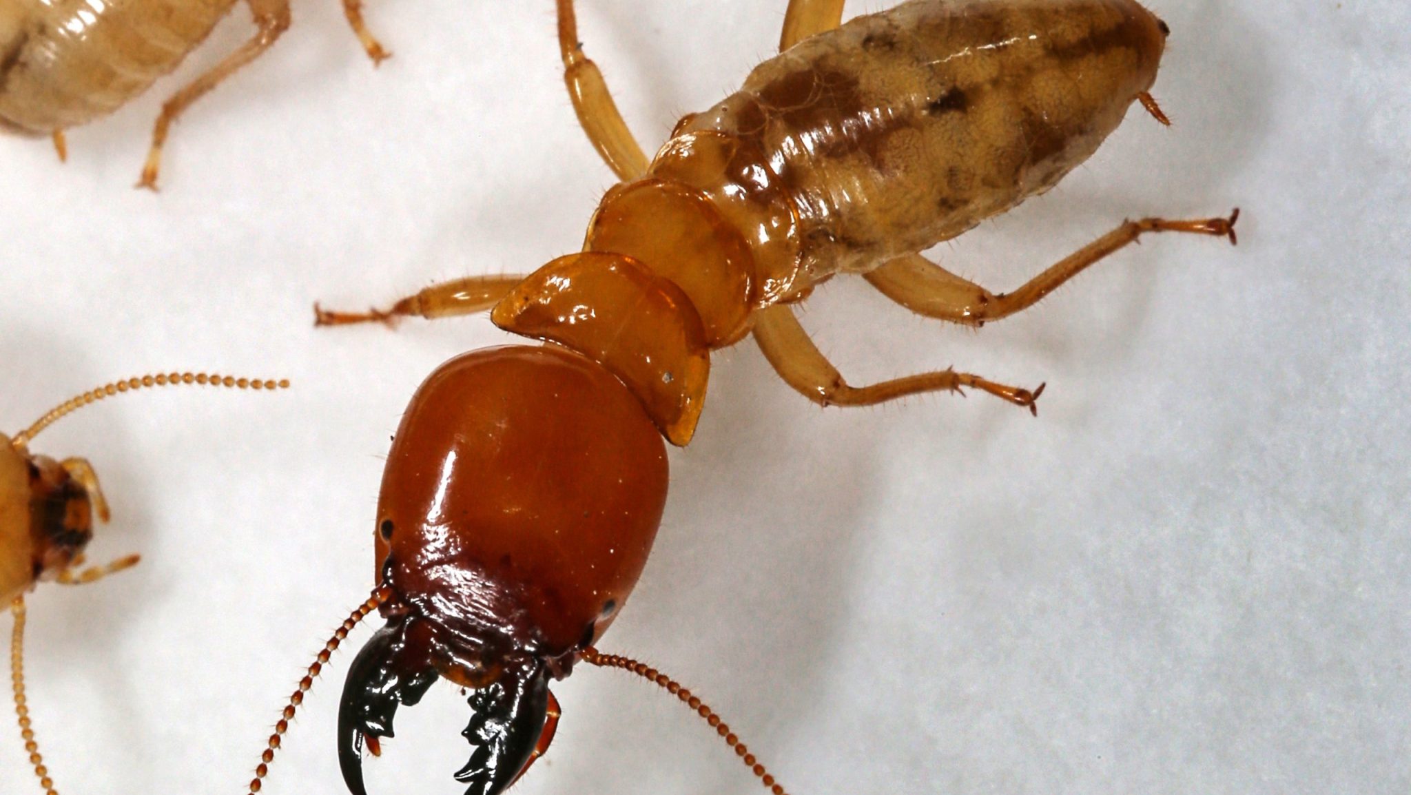 Termite Droppings: Identification, Risks, and Solutions
