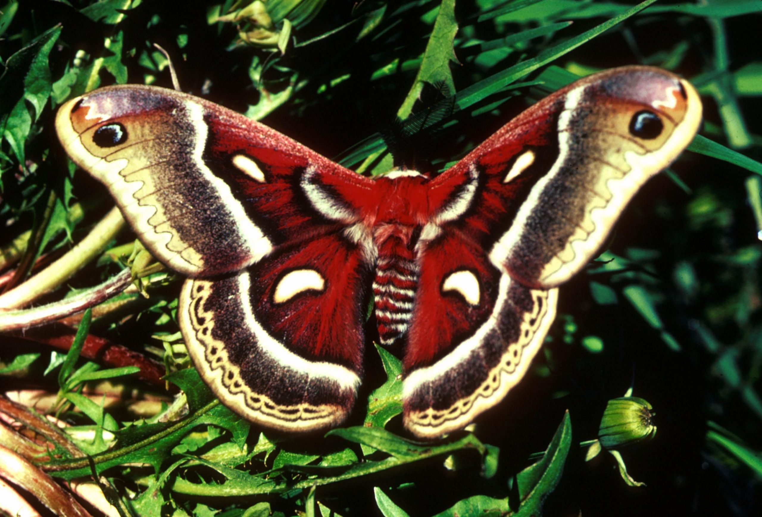 How Long Do Moths Live? - Affordable Pest Control Services | Best Pests ...