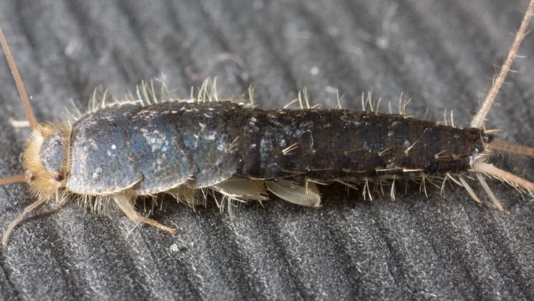 What Smell Keeps Silverfish Away? 10 Natural Repellents