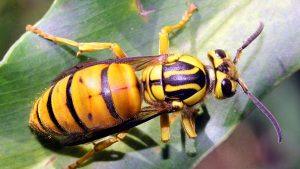 How to Get Rid of Yellowjackets - DIY Guide and Tips