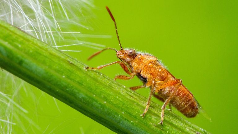 Why Do Crickets Chirp? Learning Communication and Behavior
