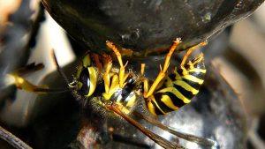 How Long Do Yellow Jackets Live? | Pests Exterminators