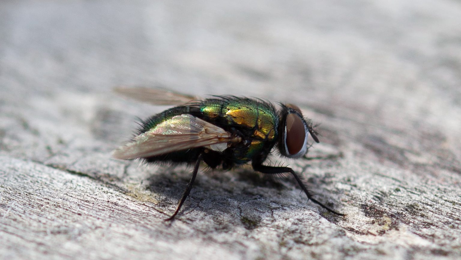 How to Identify Flies: Types, Appearance, and Prevention Tips