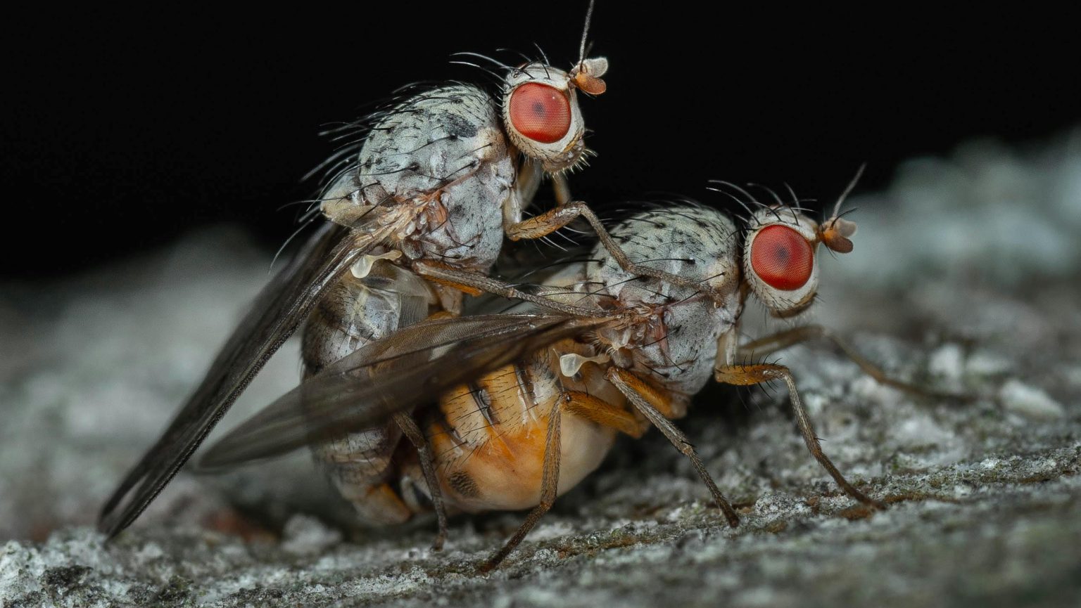 Fly Life Cycle and Reproduction: Prevention & Control Tips