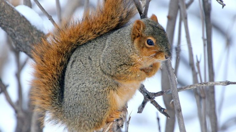 Squirrels vs. Rodents: Key Differences, Risks & Control Methods