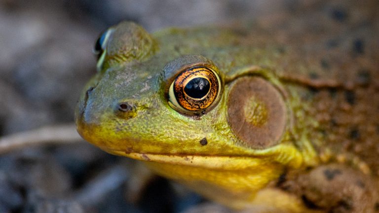 What Eats Mosquitoes? | Mosquito Predators