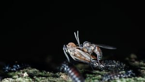 How Long Do Gnats Live | Gnat Lifecycle | Pests Exterminators