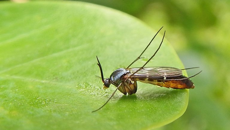 How Long Do Gnats Live | Gnat Lifecycle | Pests Exterminators