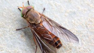 How to Identify Flies: Types, Appearance, and Prevention Tips