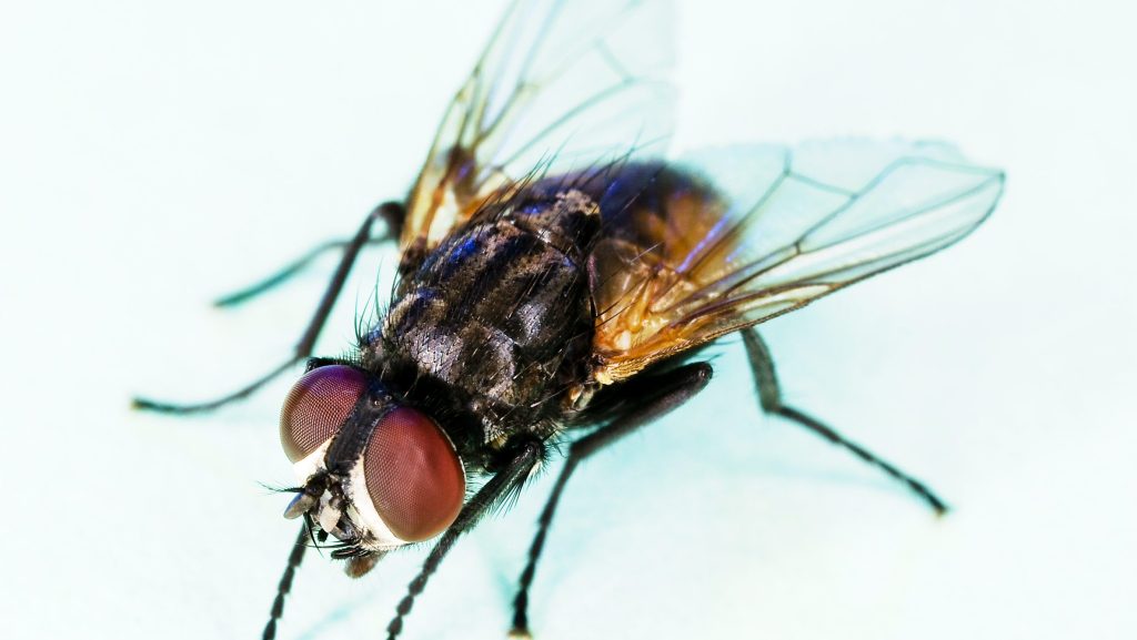 Types of Flies: Identification, Habitats, and Prevention Tips