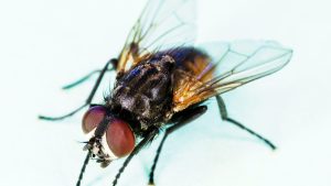 How to Identify Flies: Types, Appearance, and Prevention Tips