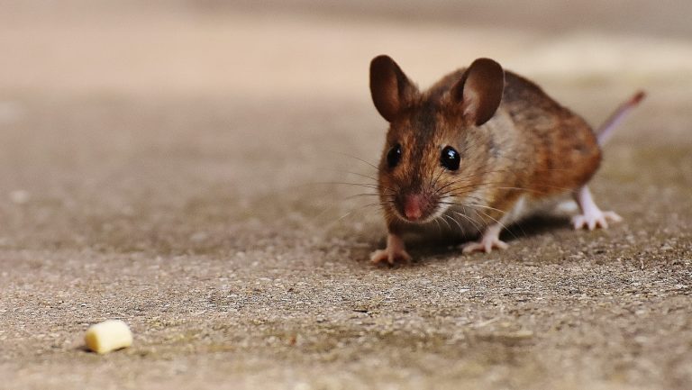How Long Do Rats Live? Pet, Wild, and Common Rat Species