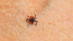 What Are Ticks? Identification, Diseases and Prevention