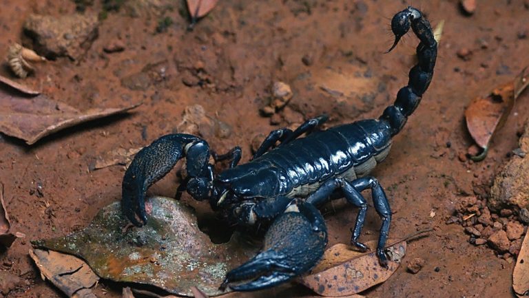Scorpion Stings: Symptoms, Treatment, and Prevention