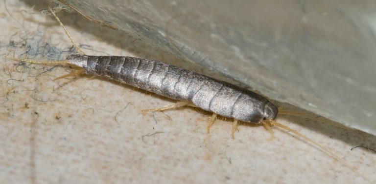 Silverfish in the Home: Causes, Prevention & Effective Solutions