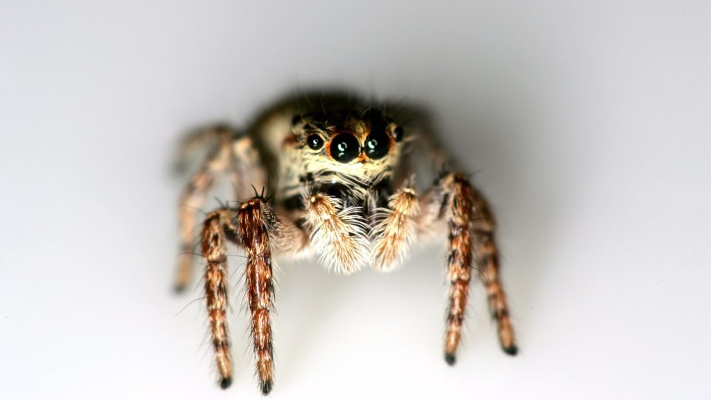 Spider Anatomy: How Spider Legs Work & Their Unique Functions