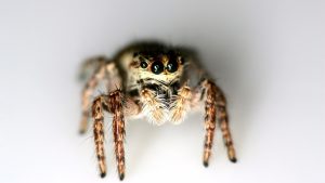 Spider Anatomy: How Spider Legs Work & Their Unique Functions