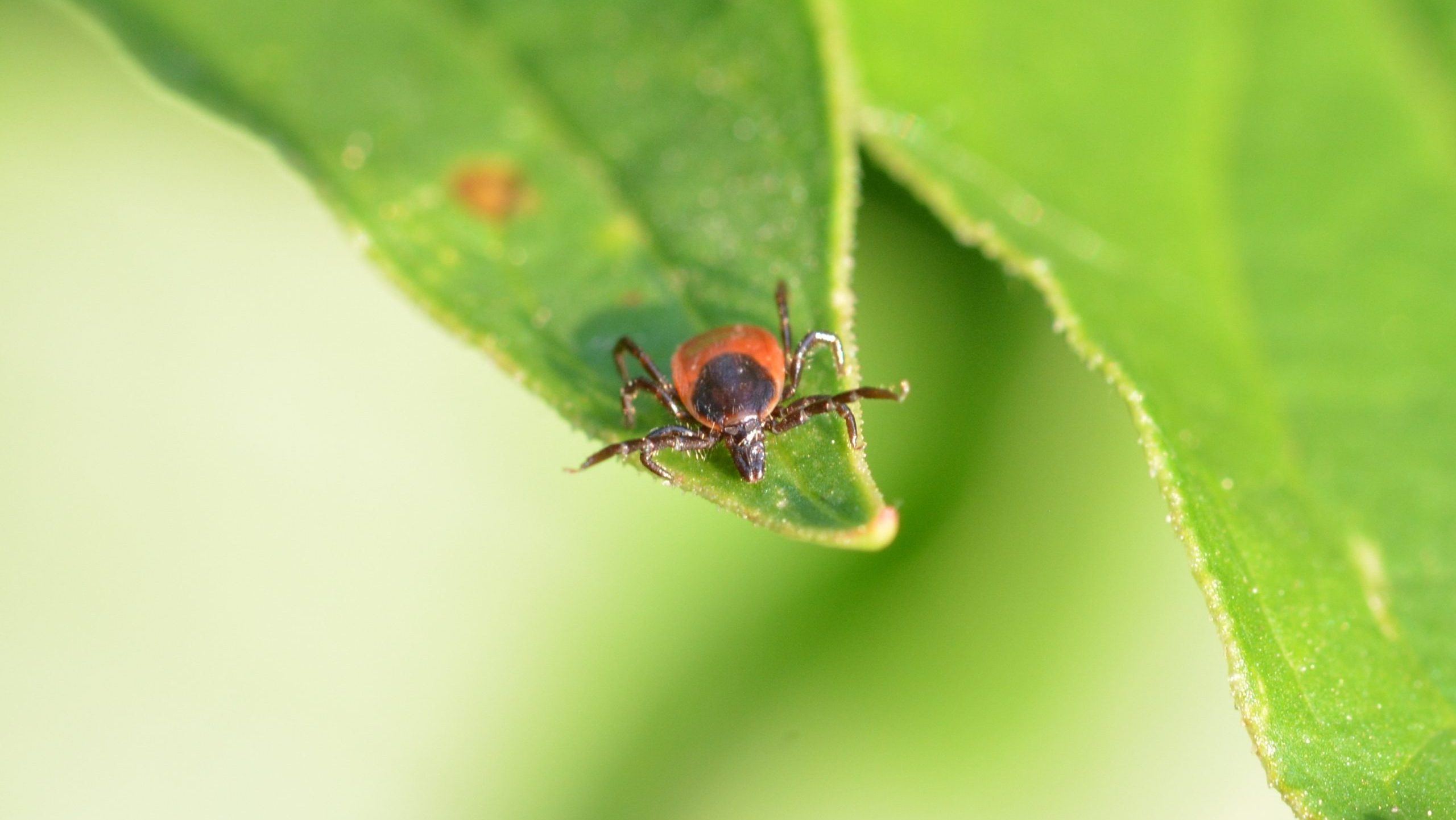 What Do Ticks Look Like? Identification Tips - Affordable Pest Control ...