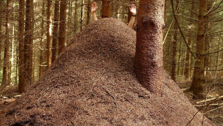 How Do Ants Build Their Homes? | Ant Hills Explained