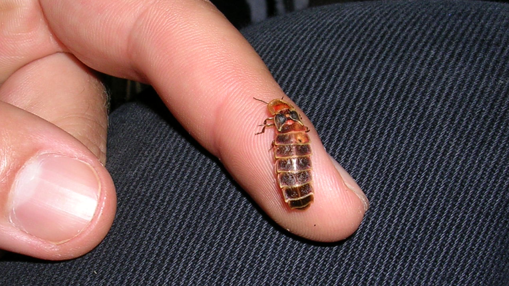 German Cockroach vs American Cockroach | Pests Exterminators