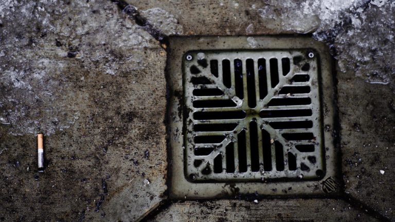 How Fast Do Cockroaches Reproduce? Understanding Their Rapid ...