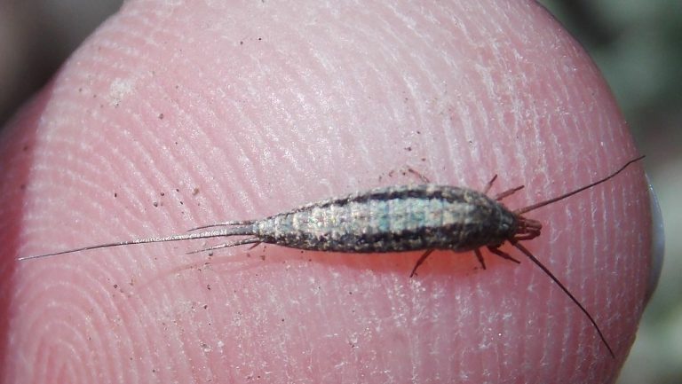 What Do Silverfish Eat? Identification, Prevention, and Control Tips