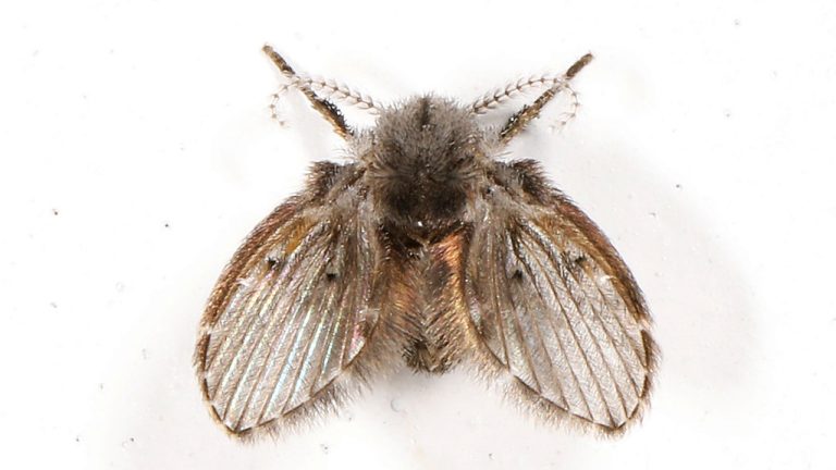 How Long Do Flies Live? Fly Lifespan