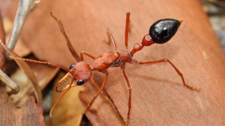 What Do Fire Ants Eat? - Affordable Pest Control Services | Best Pests ...