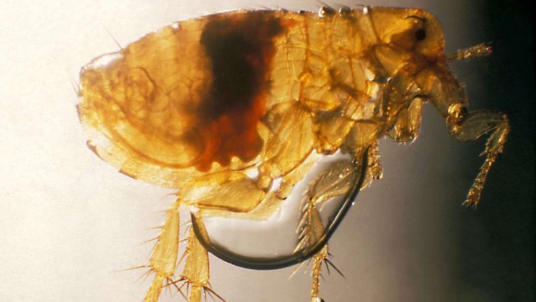 Flea Life Cycle and Reproduction