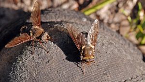 Fly Life Cycle and Reproduction: Prevention & Control Tips