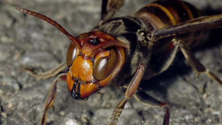 What Do Hornets Eat? Understanding Hornet Diet