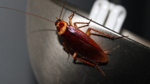 German Cockroach vs American Cockroach | Pests Exterminators