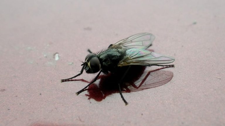 How Long Do Flies Live? Fly Lifespan