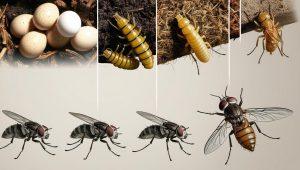 How Long Do Flies Live? Fly Lifespan