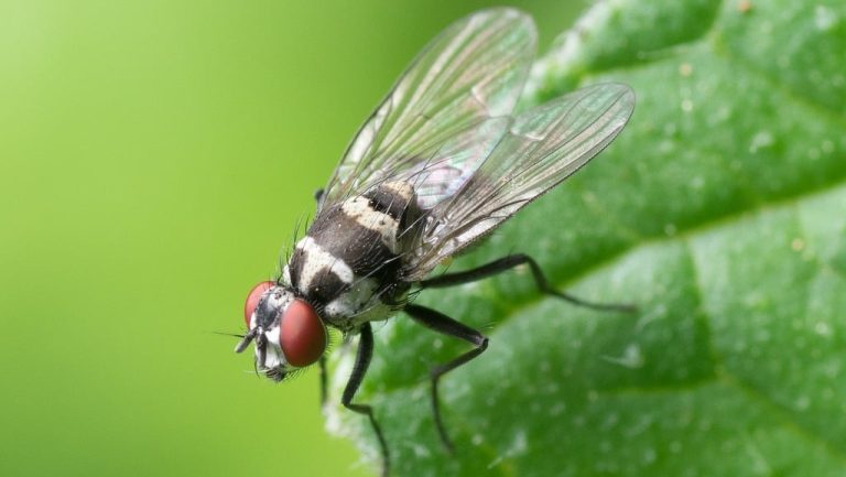 Fly Life Cycle and Reproduction: Prevention & Control Tips