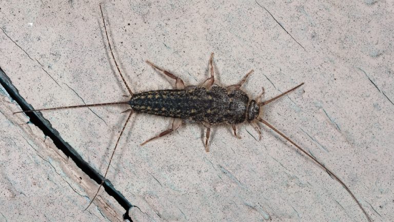Silverfish in the Home: Causes, Prevention & Effective Solutions