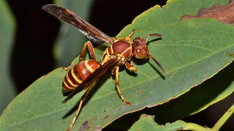 How Different Insect Stings Affect Body | Prevention & Treatments