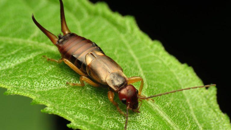 What Are Earwigs? Identification, Benefits, and Control Tips