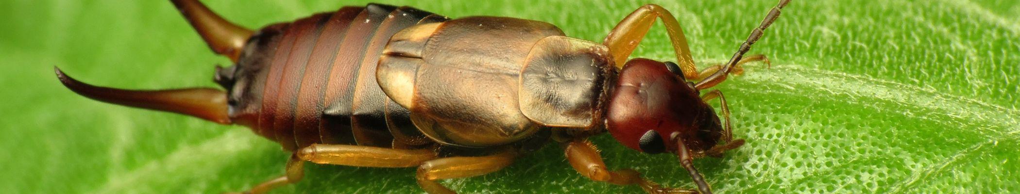 Why Are Earwigs Called Earwigs? - Affordable Pest Control Services ...