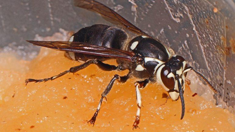 Hornet Sting Treatment: Remedies, First Aid, and Prevention Tips