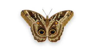 How Do Moths Reproduce? | Pests Exterminators